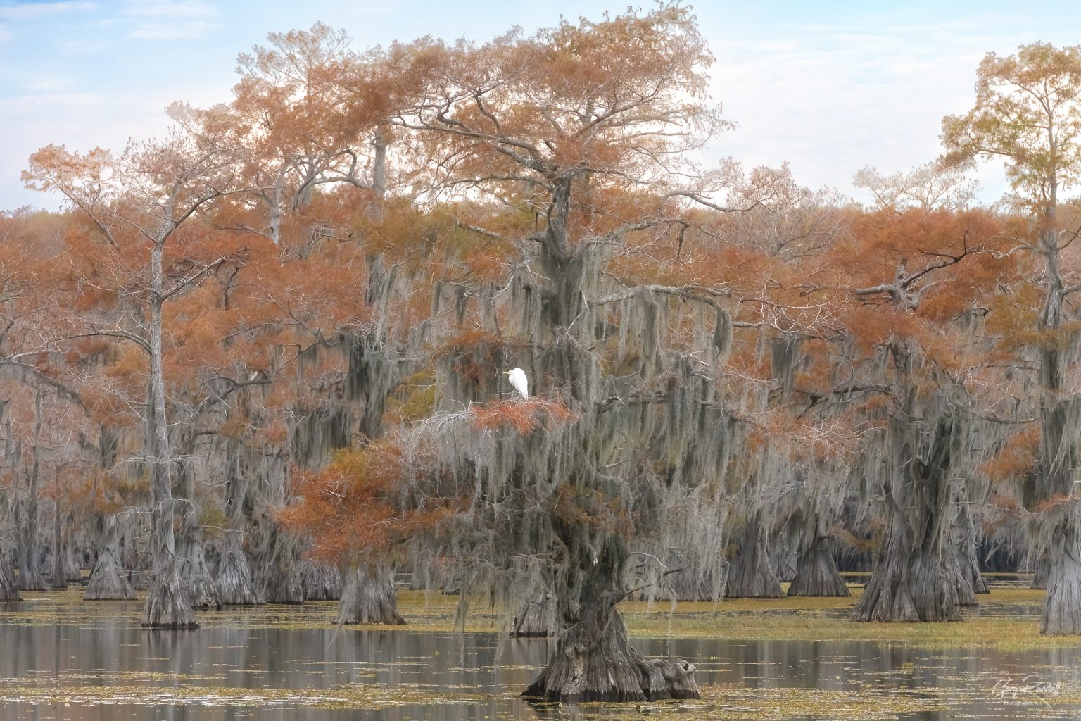 Caddo Lake Texas and The Big Cypress Bayou - Gary Randall